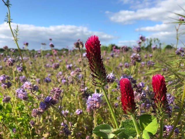 A closer look Yattendon Estate